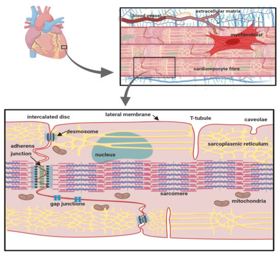 Cell-Adhesion Properties of β-Subunits in the Regulation of ...