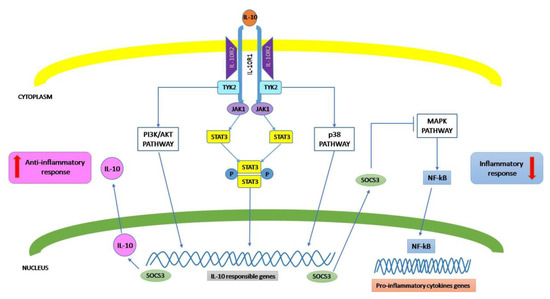The Regulatory Role of IL-10 in Neurodegenerative Diseases