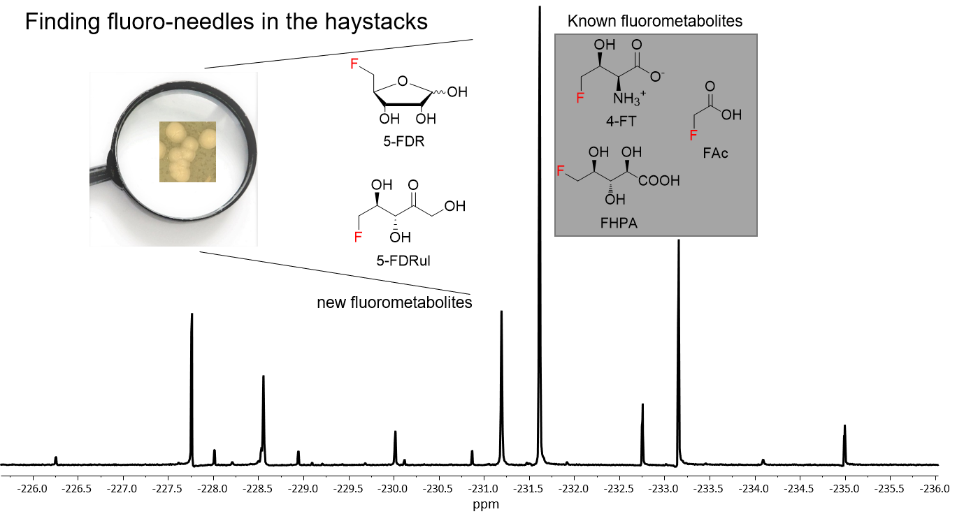 Biomolecules | Free Full-Text | Identification of 5-Fluoro-5-Deoxy ...