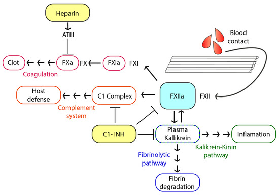 A Novel C1-Esterase Inhibitor Oxygenator Coating Prevents FXII ...