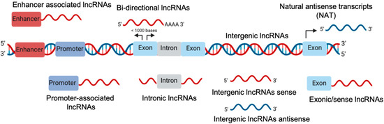 Long Noncoding RNAs and Circular RNAs in Autoimmune Diseases