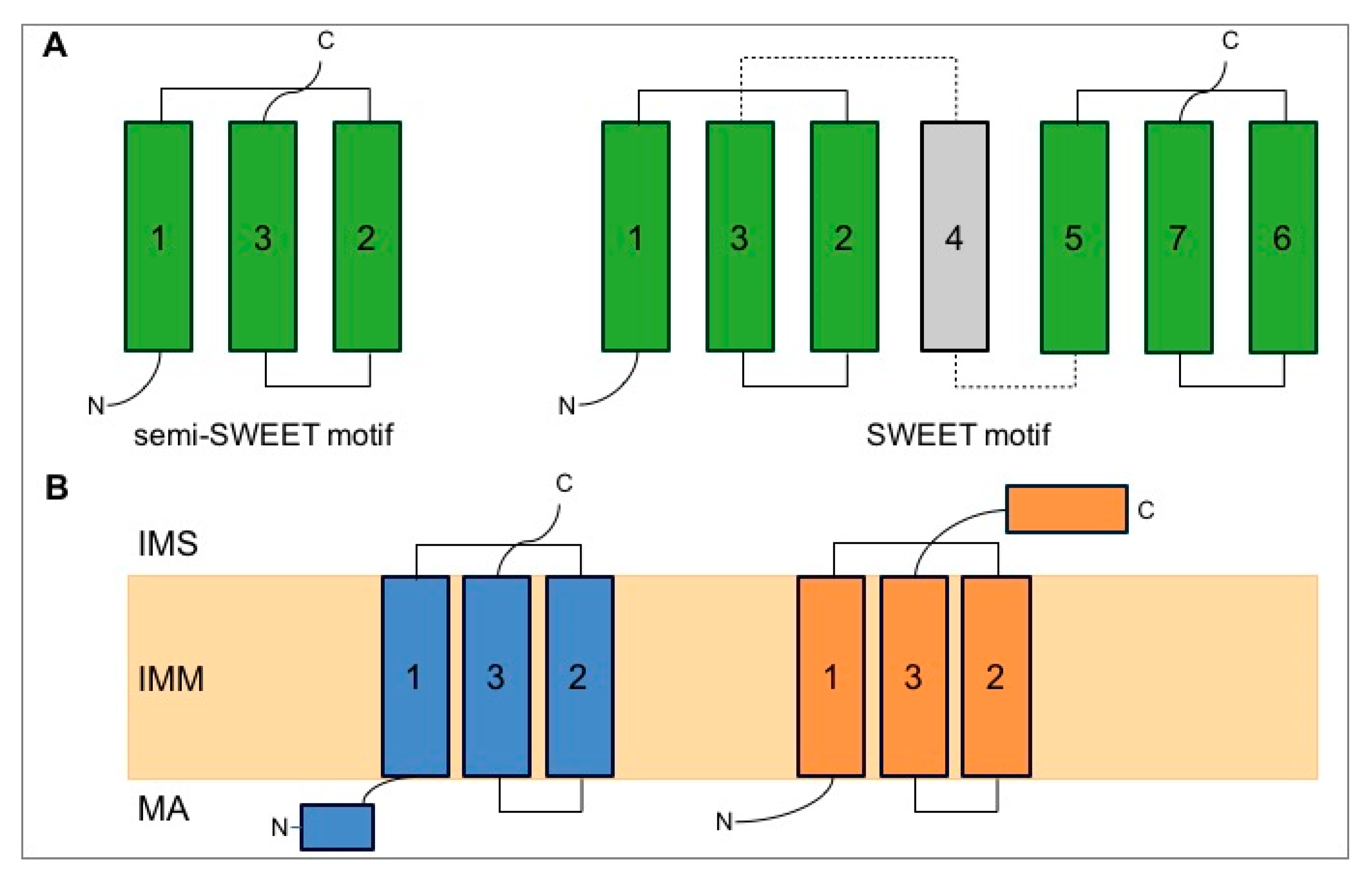 The Multifaceted Pyruvate Metabolism: Role of the Mitochondrial ...