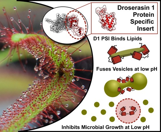Biomolecules | Free Full-Text | The Droserasin 1 PSI: A Membrane ...