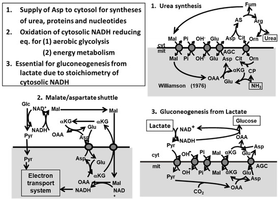 AGC2 (Citrin) Deficiency—From Recognition of the Disease till ...