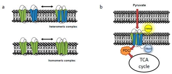 On the Detection and Functional Significance of the Protein–Protein ...