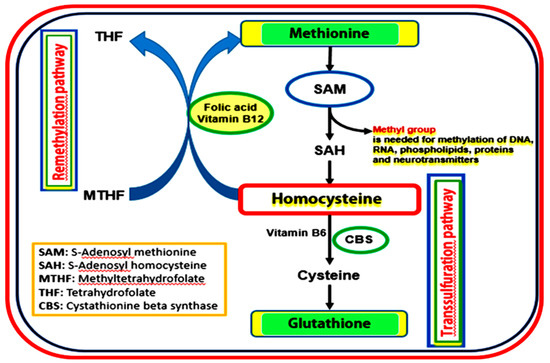 Implication of Hyperhomocysteinemia in Blood Retinal Barrier (BRB ...