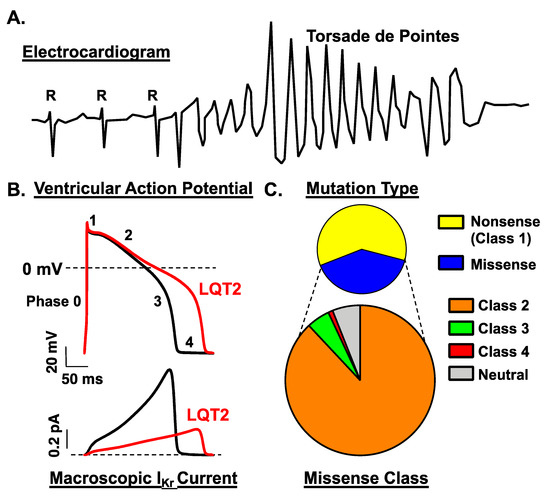 Long QT Syndrome Type 2: Emerging Strategies for Correcting Class 2 ...