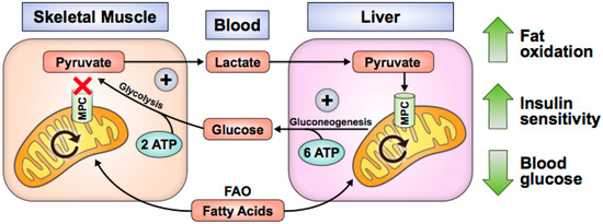 Mitochondrial Pyruvate Carrier Function in Health and Disease across ...