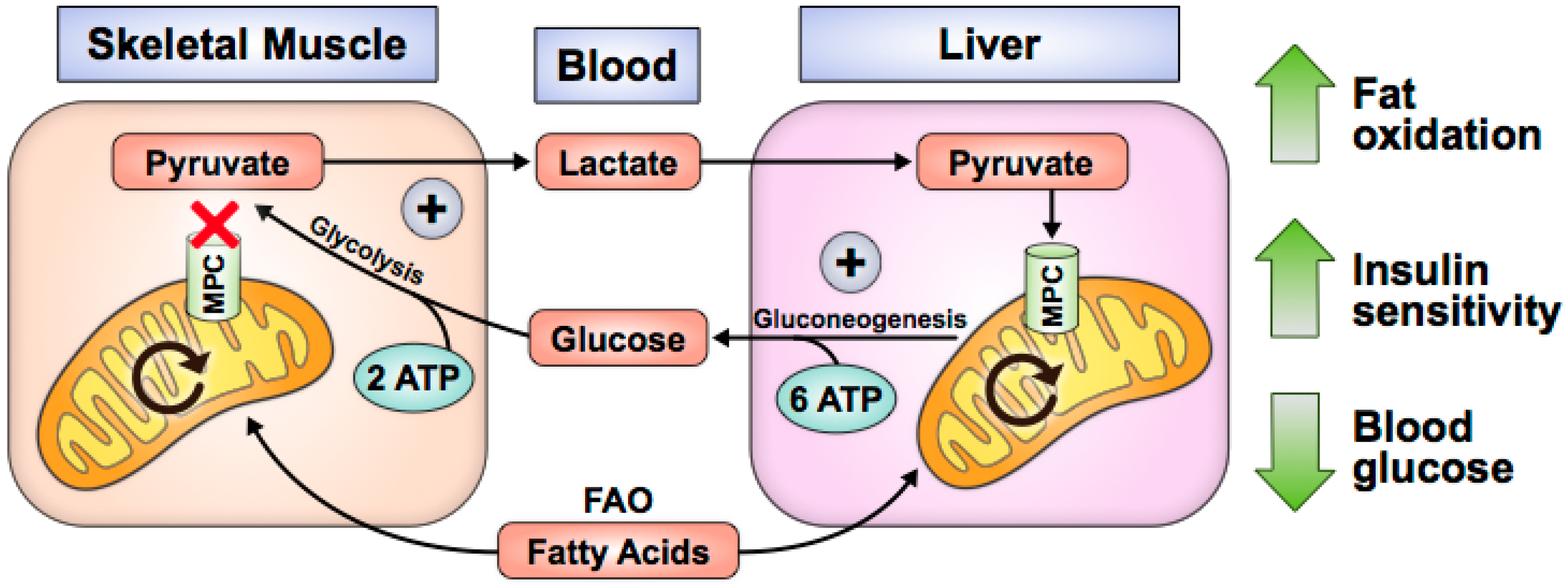 Biomolecules Free Full Text Mitochondrial Pyruvate Carrier Function