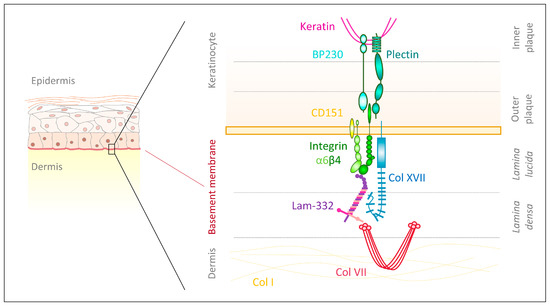 Interplay between Cell-Surface Receptors and Extracellular Matrix in Skin
