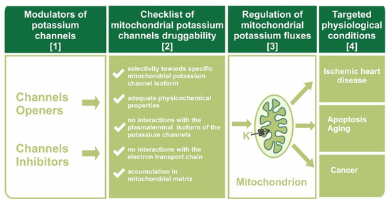 Mitochondrial Potassium Channels as Druggable Targets