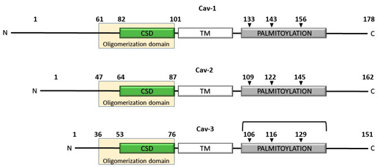 Caveolae and Lipid Rafts in Endothelium: Valuable Organelles for ...