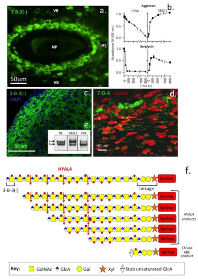 Aggrecan, the Primary Weight-Bearing Cartilage Proteoglycan, Has ...