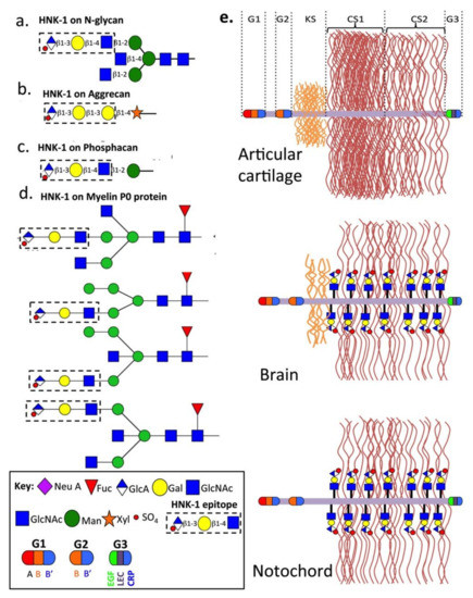 Aggrecan, the Primary Weight-Bearing Cartilage Proteoglycan, Has ...