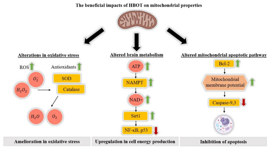Molecular and Therapeutic Aspects of Hyperbaric Oxygen Therapy in ...