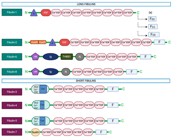 The Pathophysiological Significance of Fibulin-3