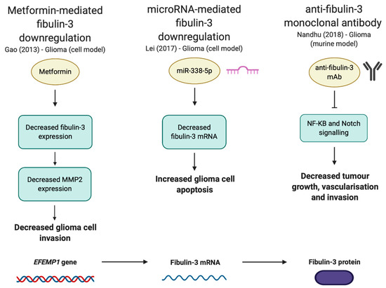 The Pathophysiological Significance of Fibulin-3