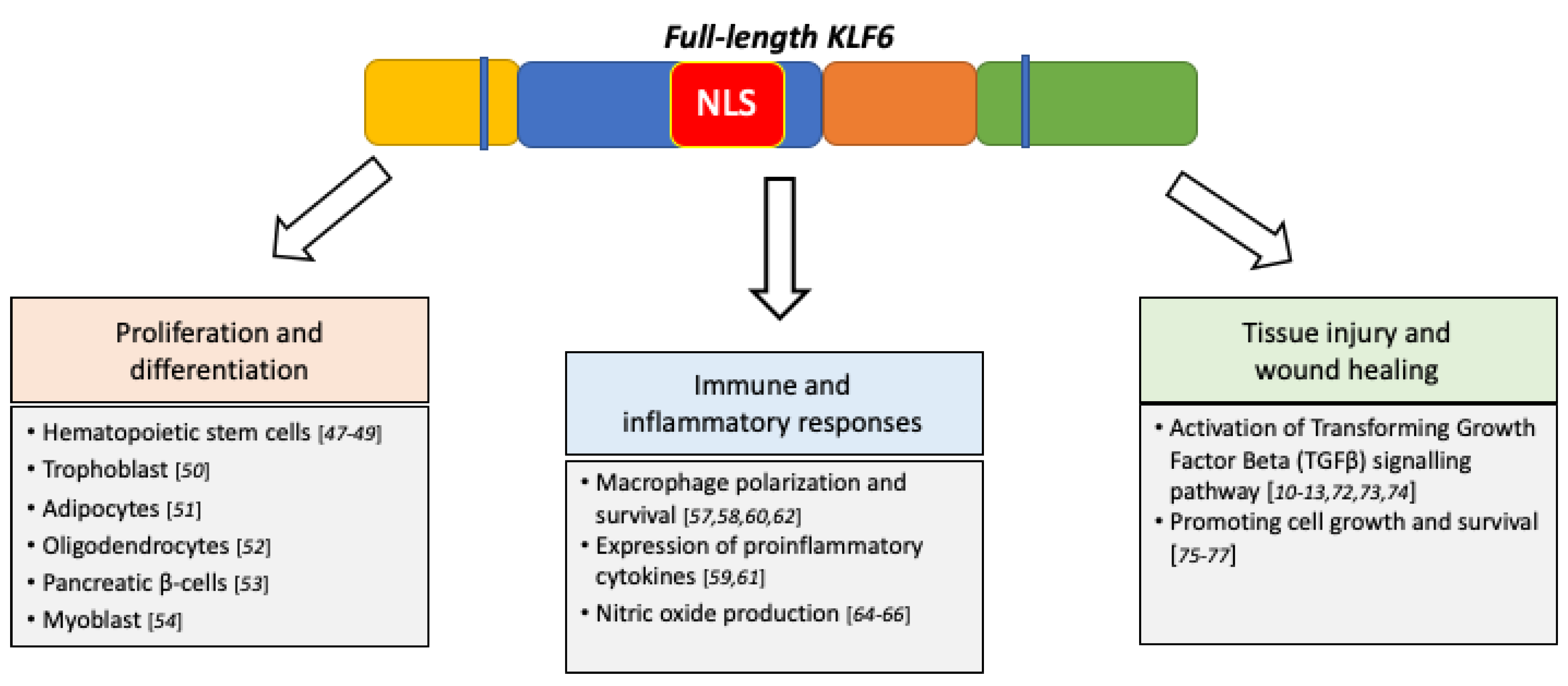 Two Sides of the Same Coin: The Roles of KLF6 in Physiology and ...