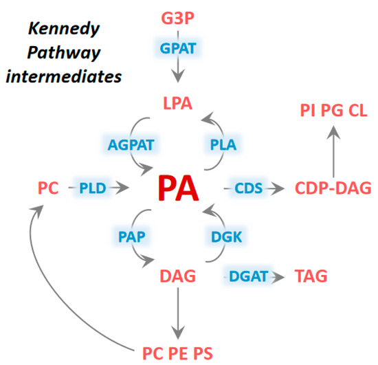 Regulation of Signaling and Metabolism by Lipin-mediated Phosphatidic ...