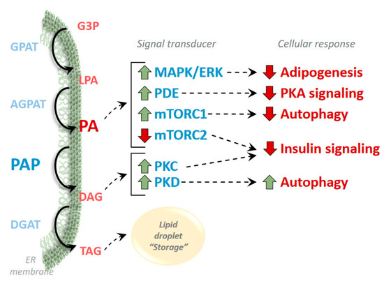 Regulation of Signaling and Metabolism by Lipin-mediated Phosphatidic ...