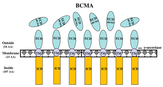 Anti-BCMA Immunotoxins: Design, Production, and Preclinical Evaluation