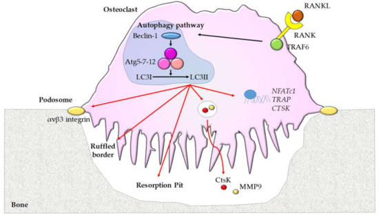 The Role of Autophagy in Osteoclast Differentiation and Bone Resorption ...