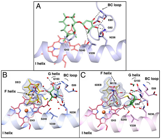 Dissecting the Cytochrome P450 OleP Substrate Specificity: Evidence for ...