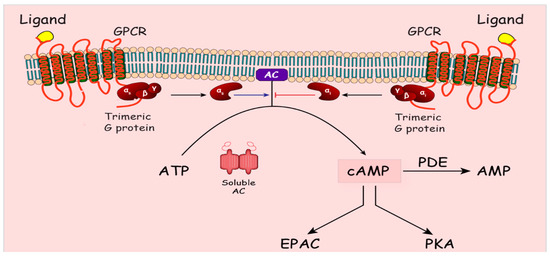 cAMP Signaling in Pathobiology of Alcohol Associated Liver Disease
