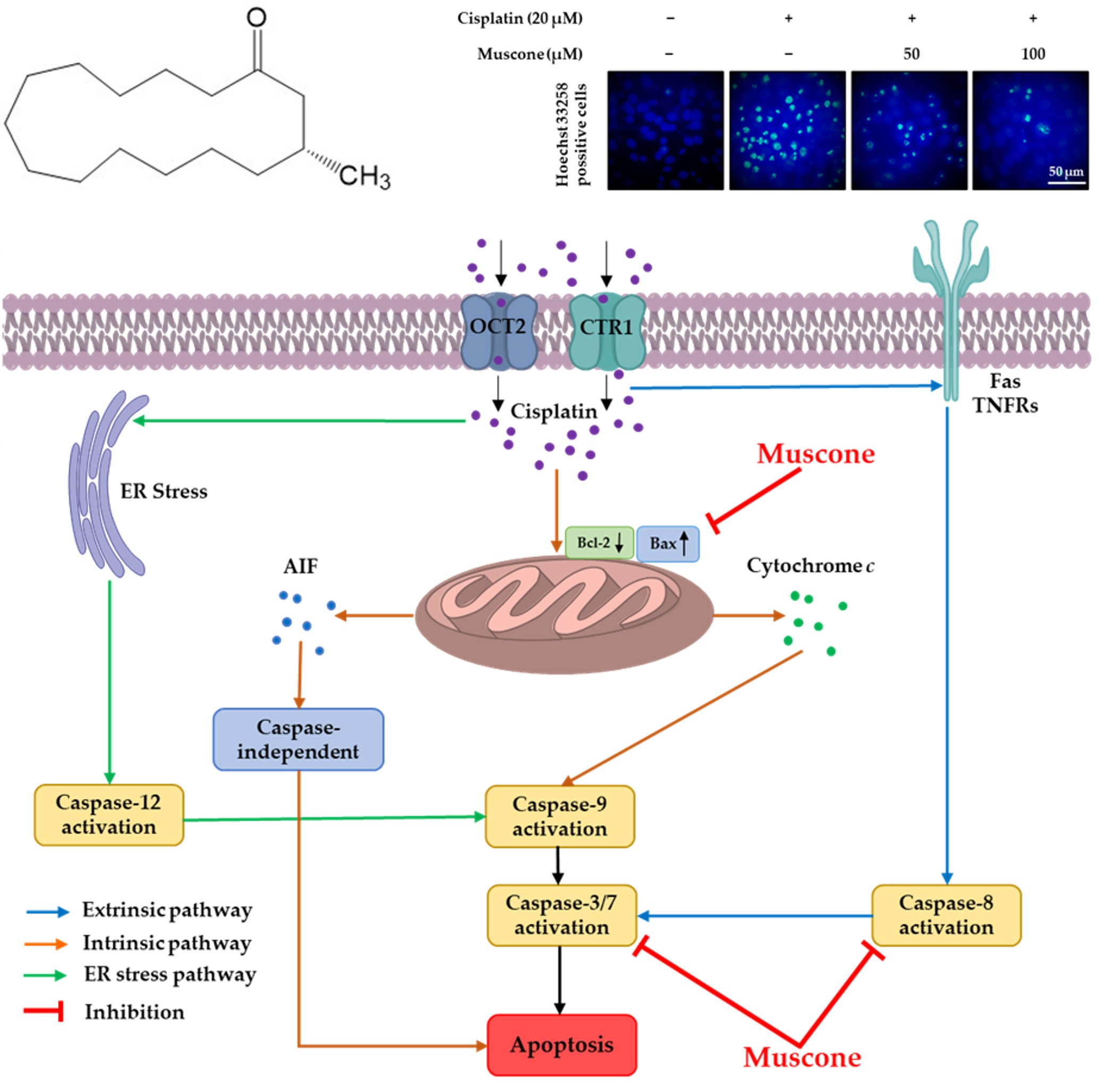 Biomolecules | Free Full-Text | Preventive Effect of Muscone against ...