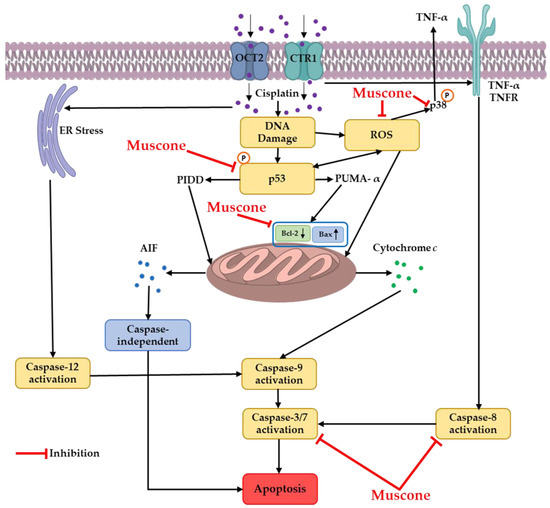 Preventive Effect of Muscone against Cisplatin Nephrotoxicity in LLC ...