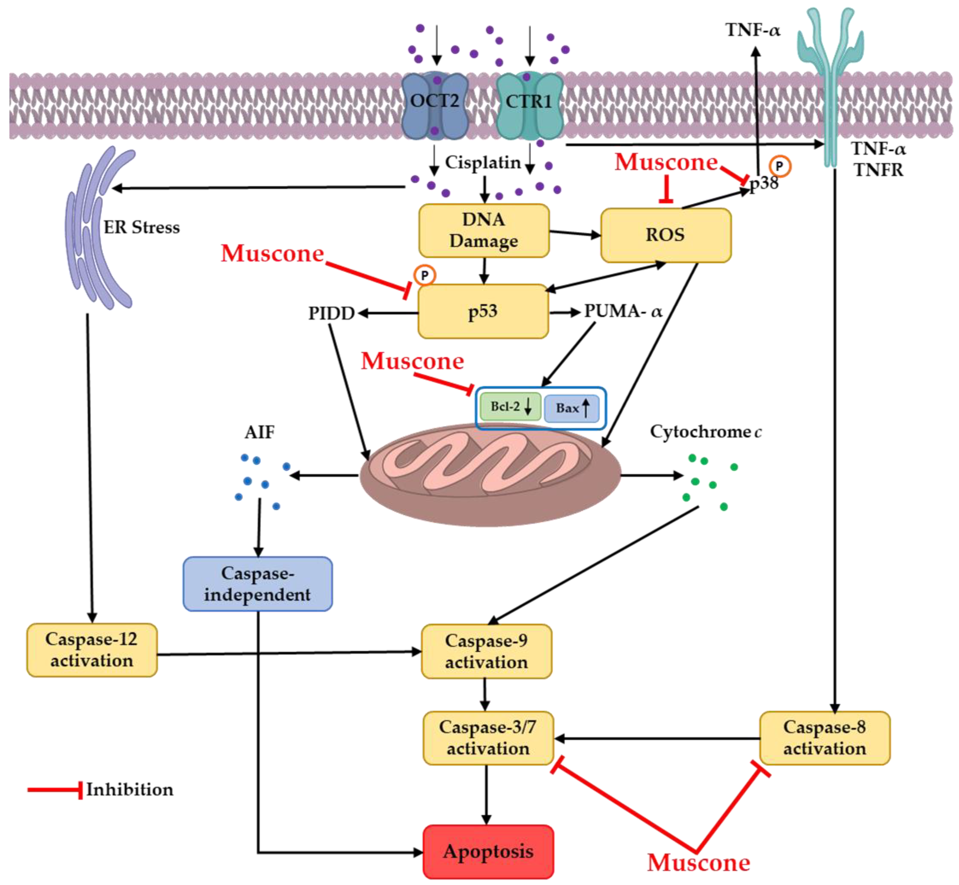 Preventive Effect of Muscone against Cisplatin Nephrotoxicity in LLC ...