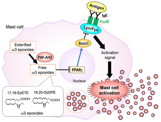 Updating Phospholipase A2 Biology