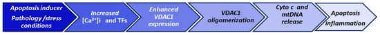 VDAC1 at the Intersection of Cell Metabolism, Apoptosis, and Diseases