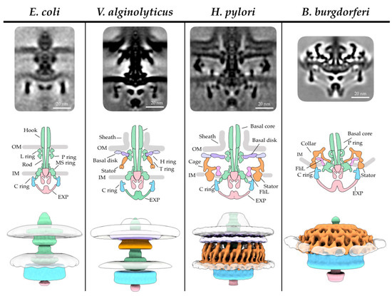 Biomolecules | Free Full-Text | Structural Conservation and Adaptation ...