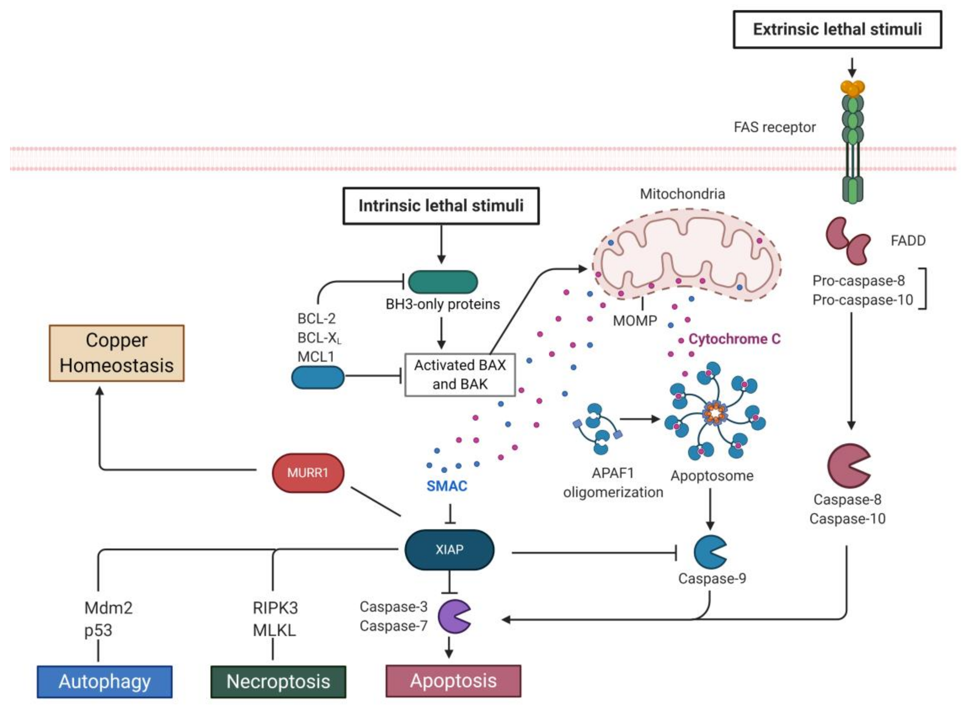 XIAP’s Profile in Human Cancer