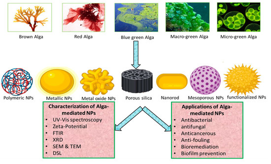 An Overview of the Algae-Mediated Biosynthesis of Nanoparticles and ...