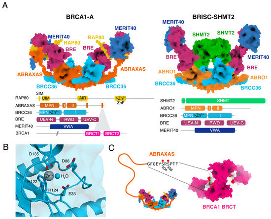 BRCA1-A and BRISC: Multifunctional Molecular Machines for Ubiquitin ...