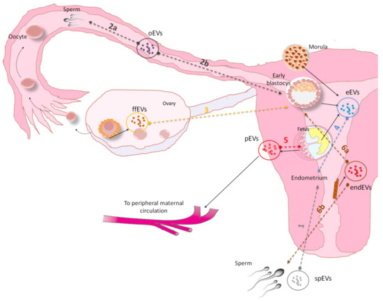 The Biological Function of Extracellular Vesicles during Fertilization ...