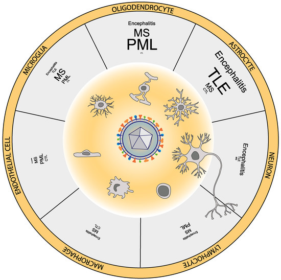 The Presence of Human Herpesvirus 6 in the Brain in Health and Disease