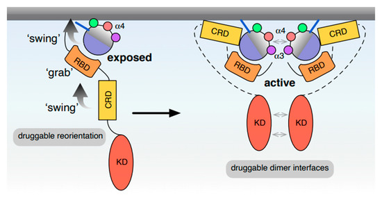 Mechanisms of Ras Membrane Organization and Signaling: Ras Rocks Again