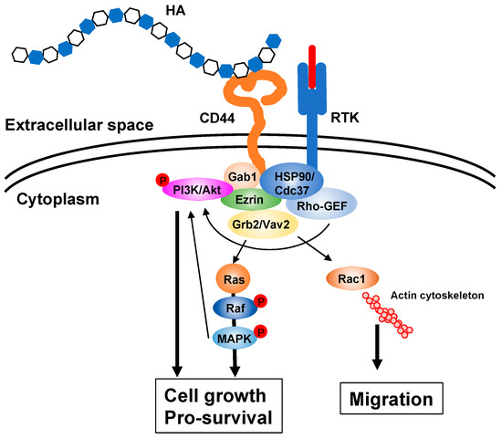 Hyaluronan: Metabolism and Function
