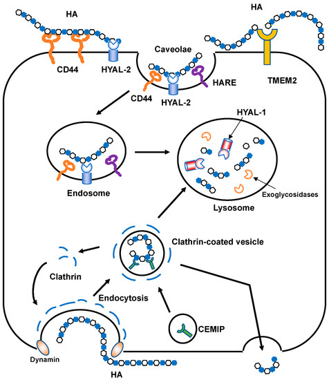 Hyaluronan: Metabolism and Function