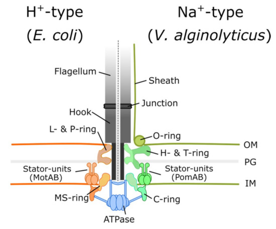Construction and Loss of Bacterial Flagellar Filaments