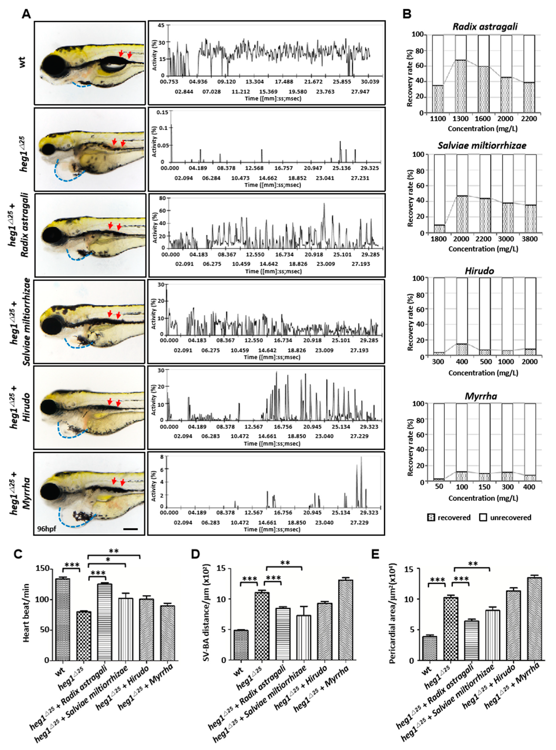 Generation and Application of the Zebrafish heg1 Mutant as a ...
