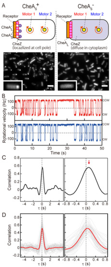 Fluctuations in Intracellular CheY-P Concentration Coordinate Reversals ...