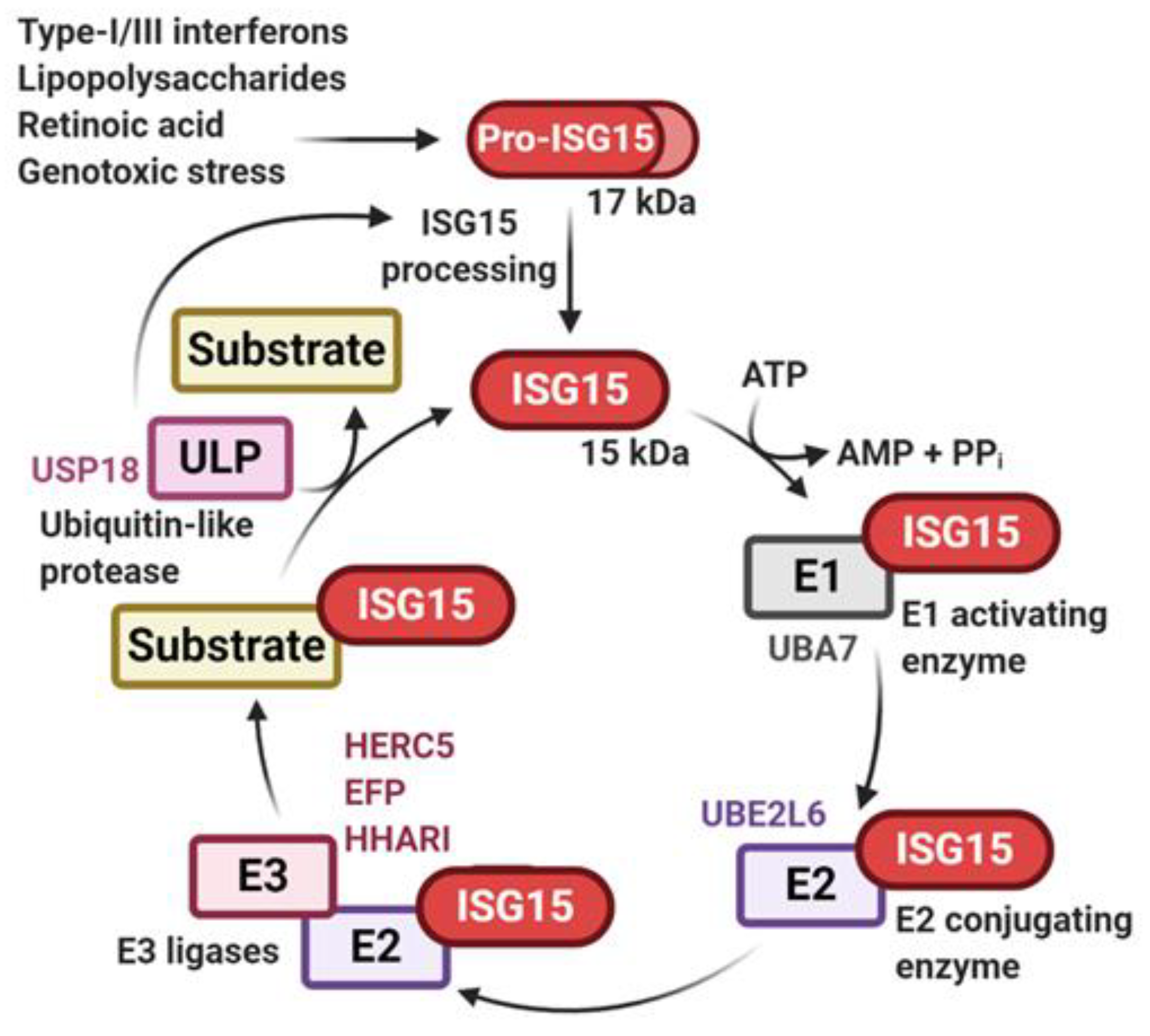 More than Meets the ISG15: Emerging Roles in the DNA Damage Response and Beyond