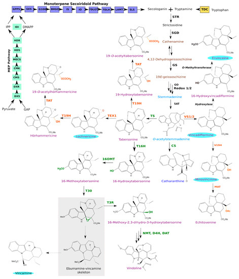 Identifying Genes Involved in Alkaloid Biosynthesis in Vinca minor ...