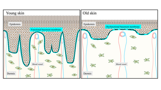Biomolecules | Free Full-Text | The Human Epidermal Basement Membrane ...