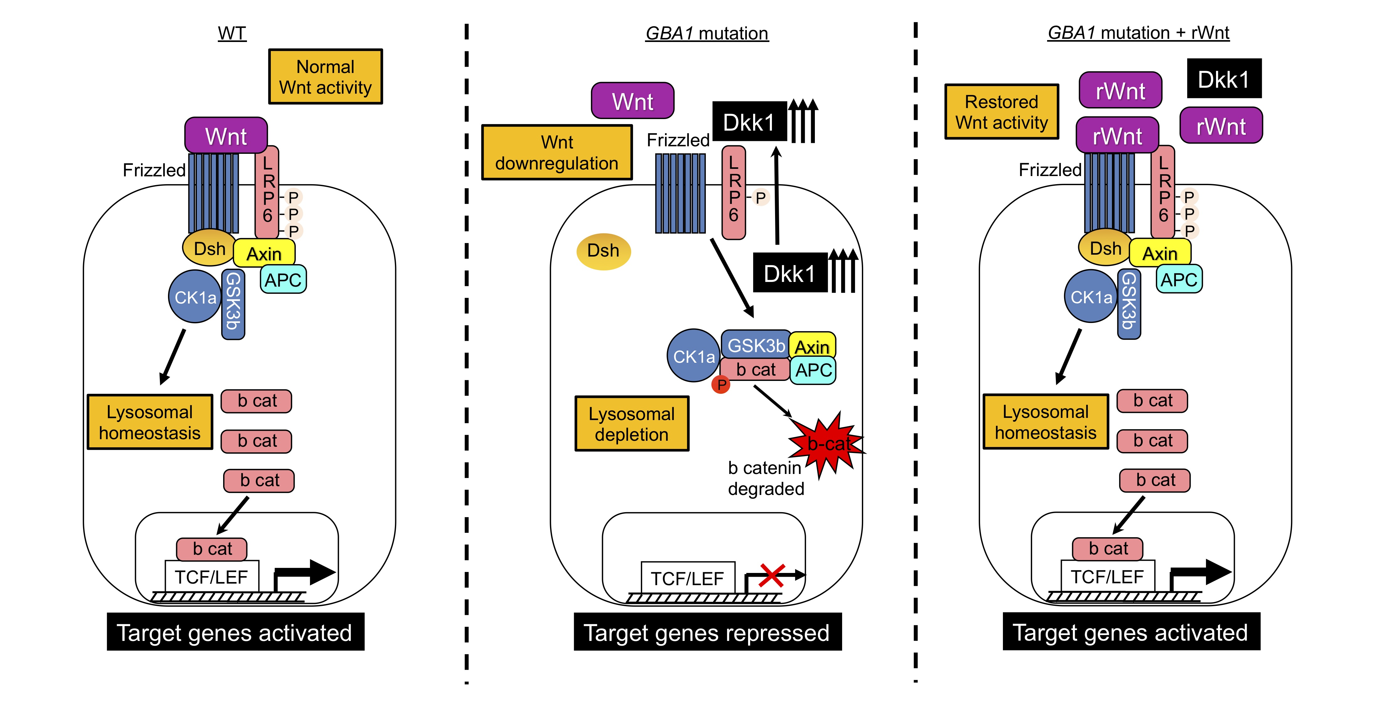 Biomolecules | Free Full-Text | Elevated Dkk1 Mediates Downregulation ...