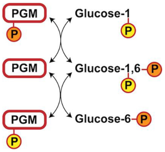Structure and Characterization of Phosphoglucomutase 5 from Atlantic ...